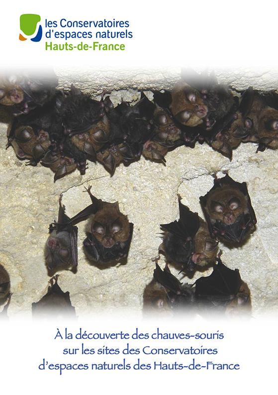 chauve souris france